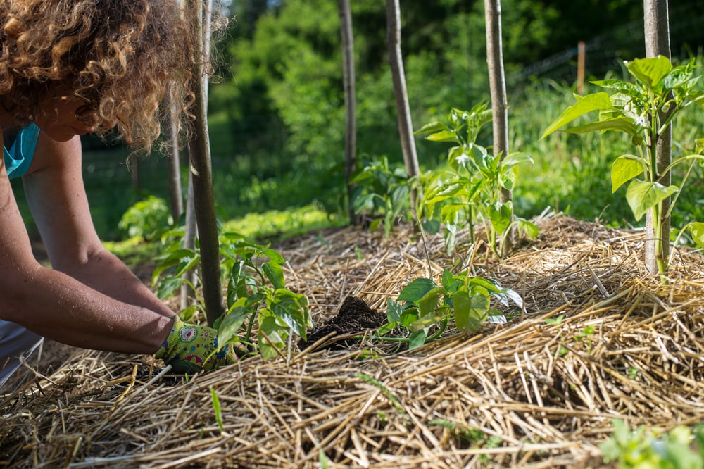 Quelle est la meilleure saison pour planter des arbres ? - Tafsquare